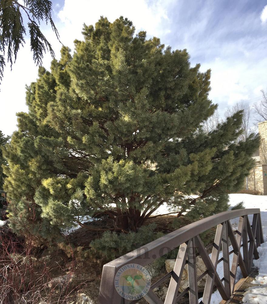 Photo of the entire plant of Scots Pine (Pinus sylvestris 'Globosa ...