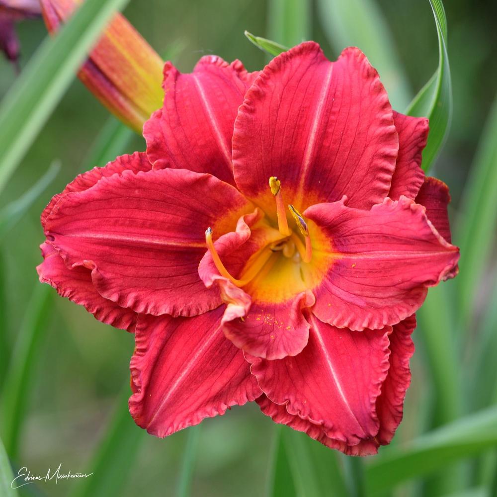 Daylily (Hemerocallis 'Booby Ruby') in the Daylilies Database - Garden.org