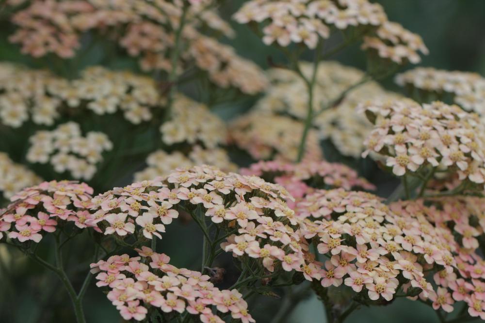 Yarrow (Achillea millefolium 'Salmon Beauty') in the Yarrows Database ...