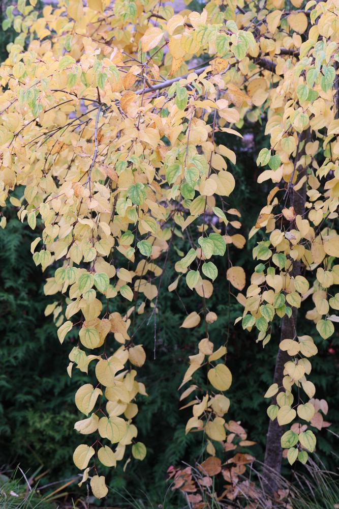 Photo of the entire plant of Weeping Katsura Tree (Cercidiphyllum ...