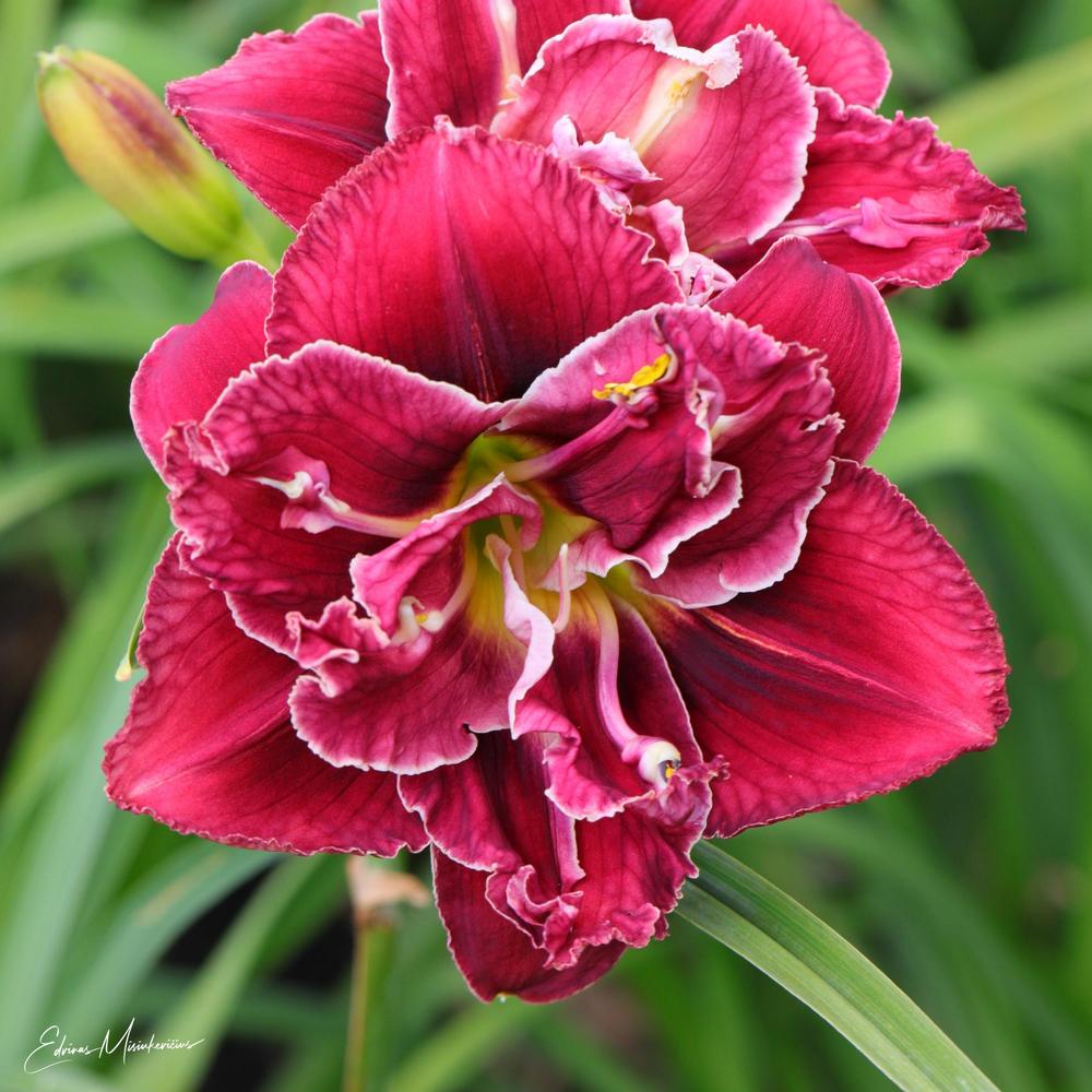 Photo of the bloom of Daylily (Hemerocallis 'Stellar Double Rose ...