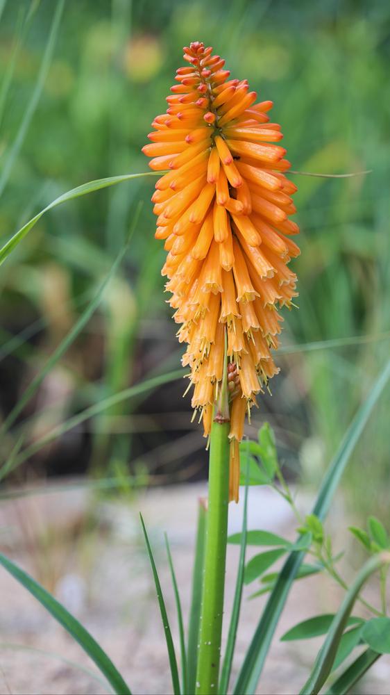 Photo of the bloom of Torch Lily (Kniphofia Pyromania™ Orange Blaze ...