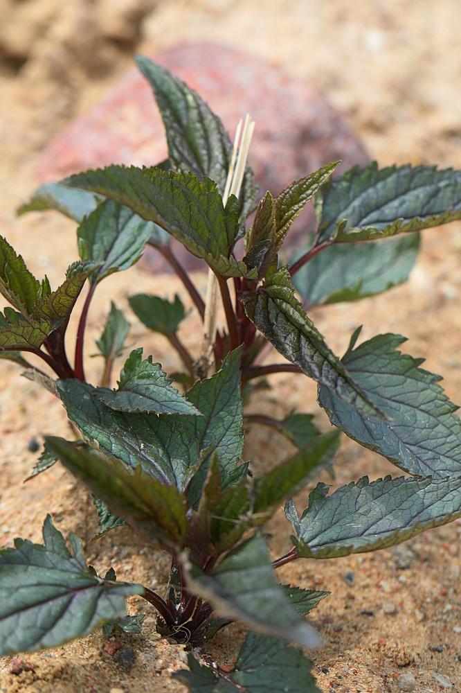 Common Figwort (Scrophularia nodosa) - Garden.org