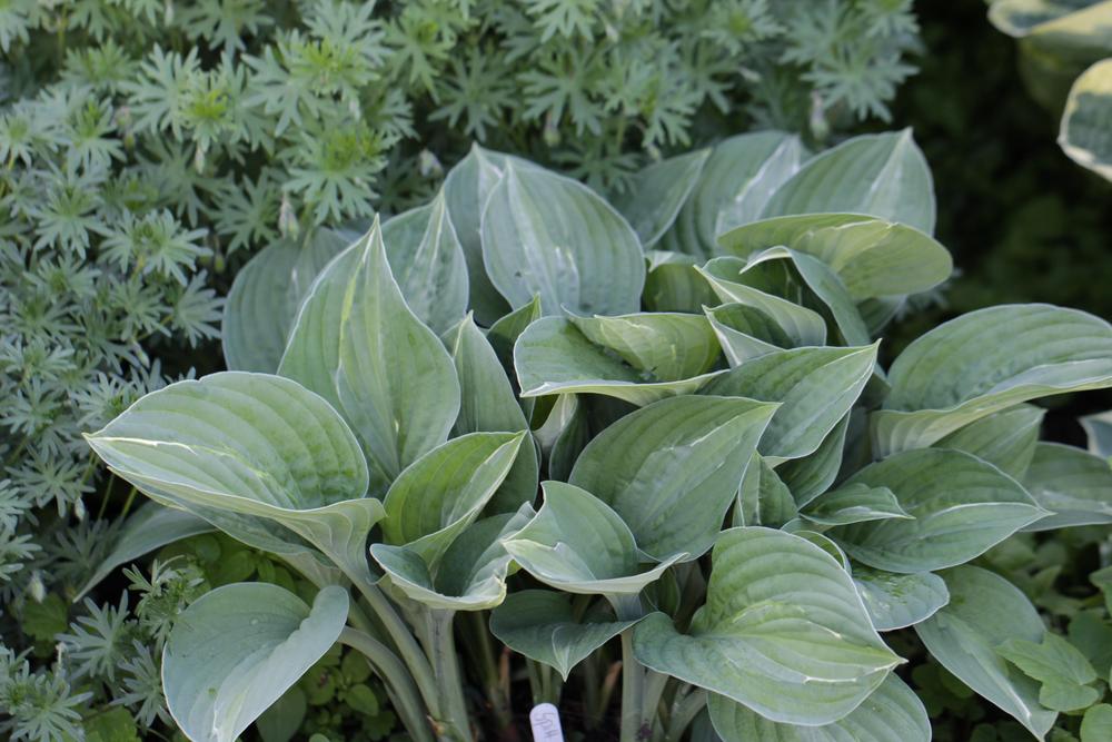 Photo of the entire plant of Hosta 'Spilt Milk' posted by Edvinas ...