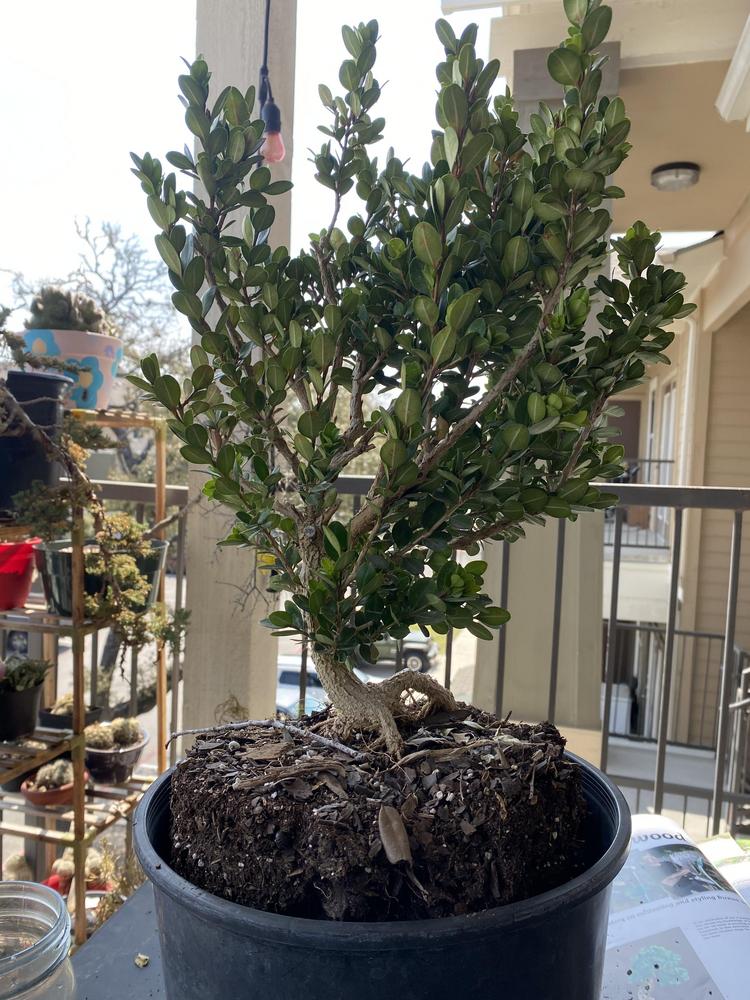Start to a shohin Buxus microphylla bonsai in the Trees and Shrubs ...