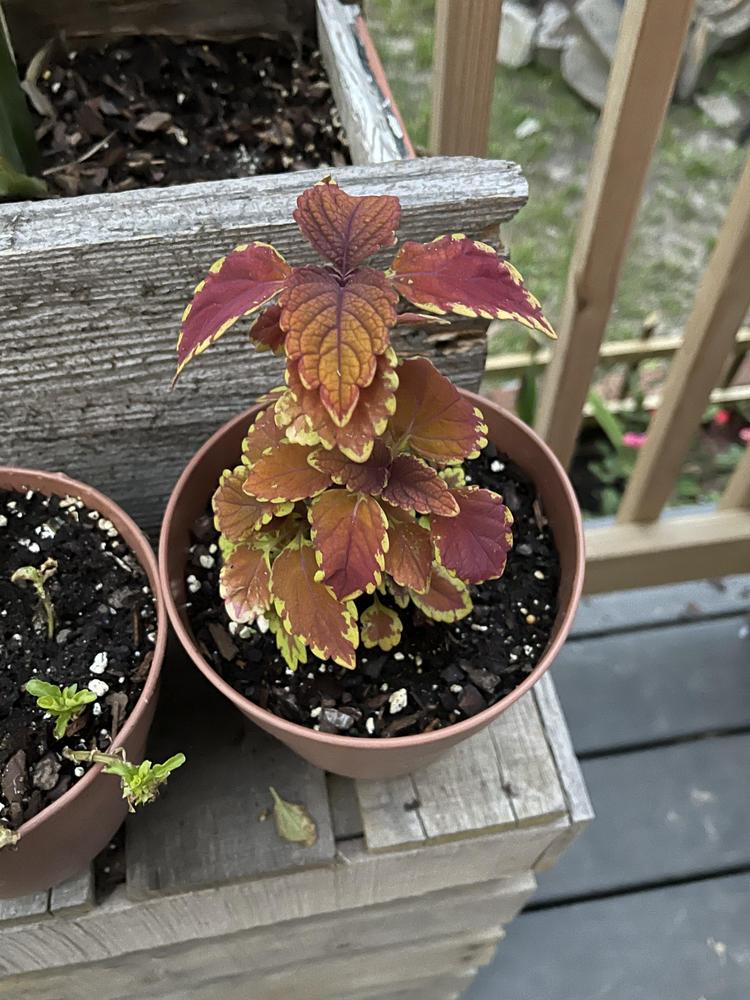 Photo of the entire plant of Coleus (Coleus scutellarioides 'Rustic ...