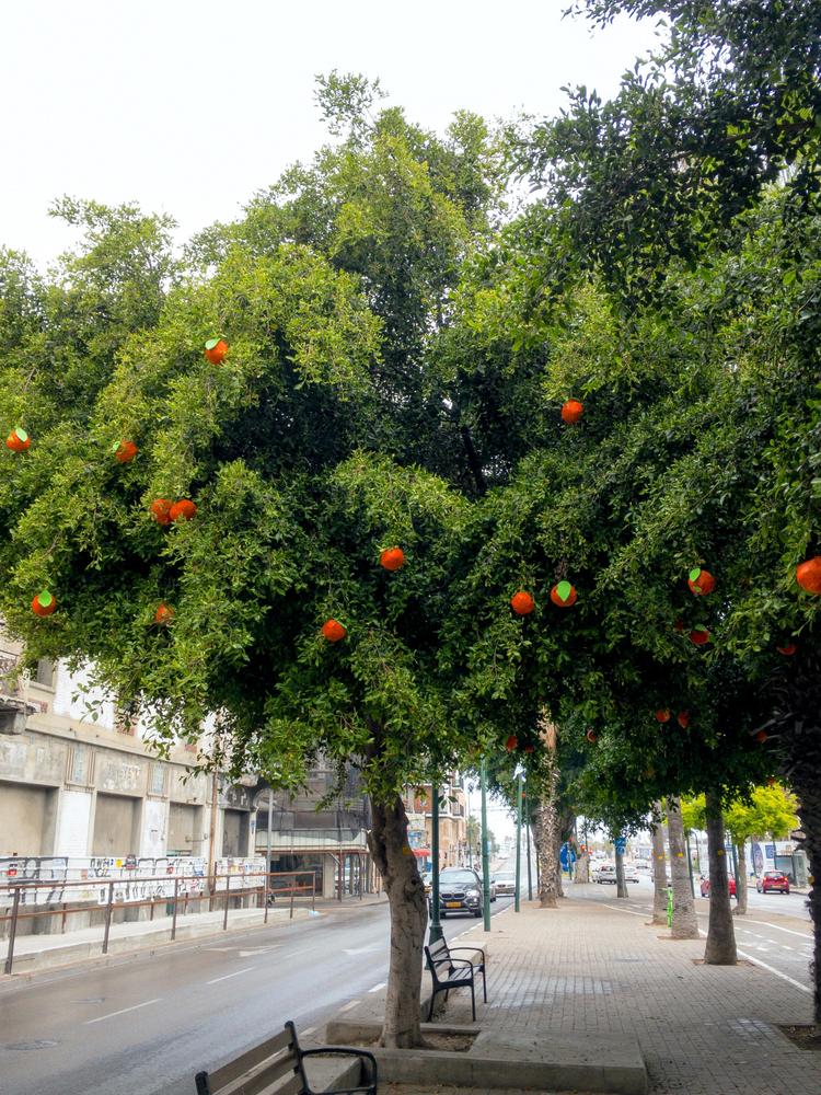 Jaffa Orange (Citrus x aurantium 'Shamouti') in the Citrus Fruits ...