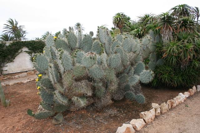 Photo of the entire plant of Nopal Tapon (Opuntia robusta) posted by ...