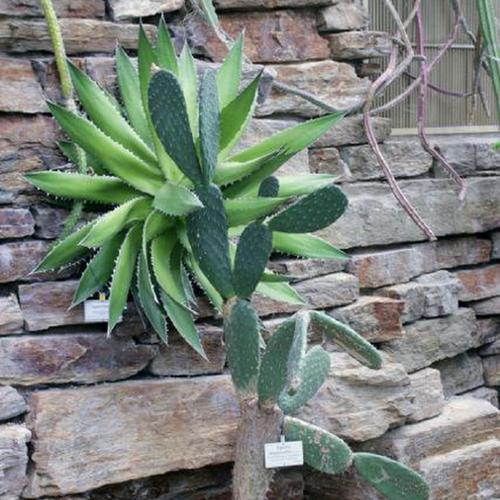 Nopal Cardon (Opuntia streptacantha) in the Prickly Pears Database ...