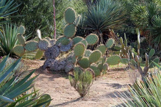 Photo of the entire plant of Nopal Tapon (Opuntia robusta) posted by ...