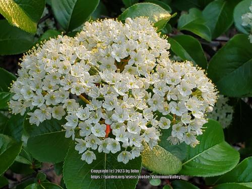 Rusty Blackhaw Viburnum (Viburnum rufidulum)? in the Plant ID forum ...