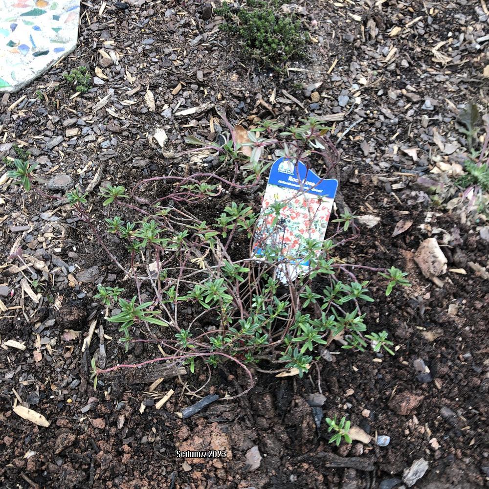 Photo of the entire plant of Rock Rose (Helianthemum nummularium ...