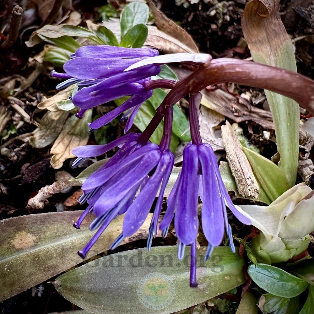 Photo of the stamens, filaments and pistils of Heloniopsis tubiflora ...