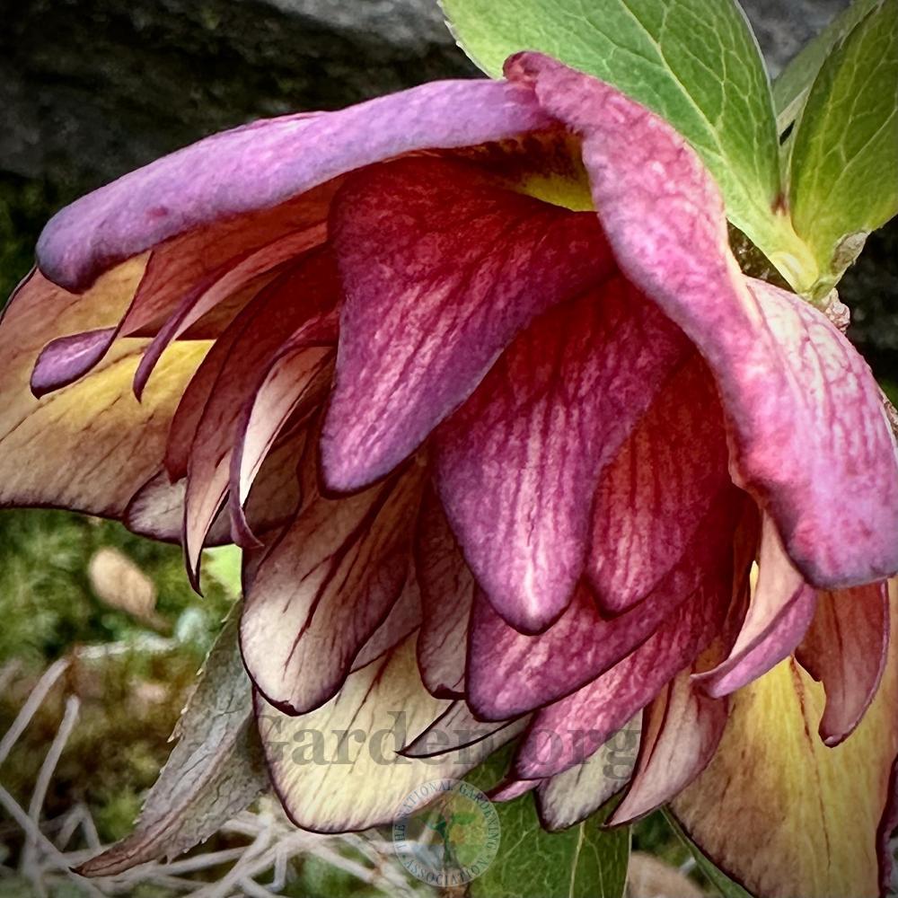 Photo of the bloom of Hellebore (Helleborus Honeymoon™ Tropical Sunset ...