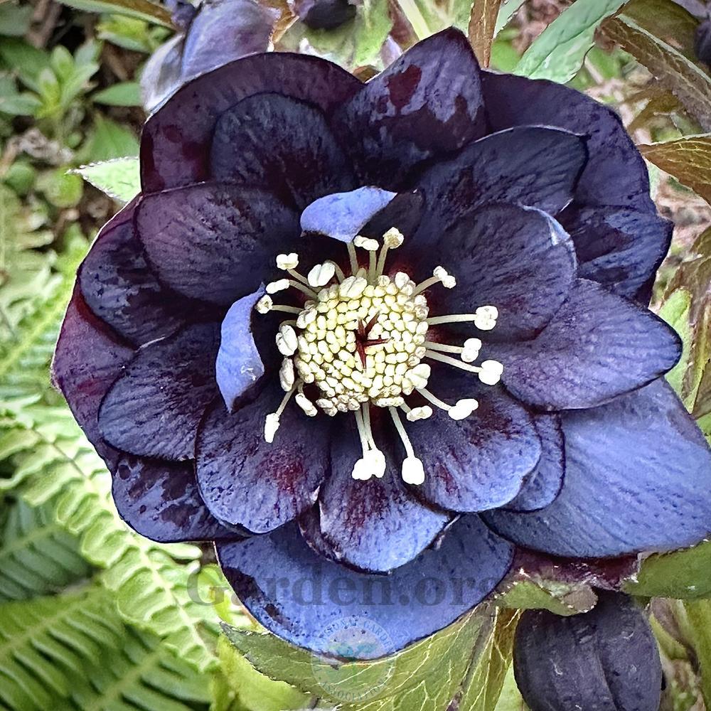 Hellebore (Helleborus 'Double Slate') in the Hellebores Database ...