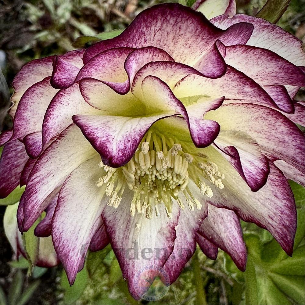 Photo of the bloom of Hellebore (Helleborus Winter Jewels™ Rose Quartz ...