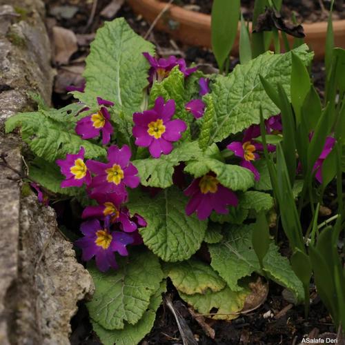 English Primrose (Primula vulgaris subsp. vulgaris 'Danova Grower's ...