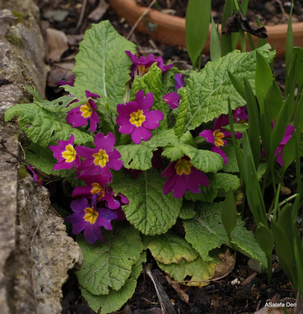 Photo of the bloom of English Primrose (Primula vulgaris subsp ...