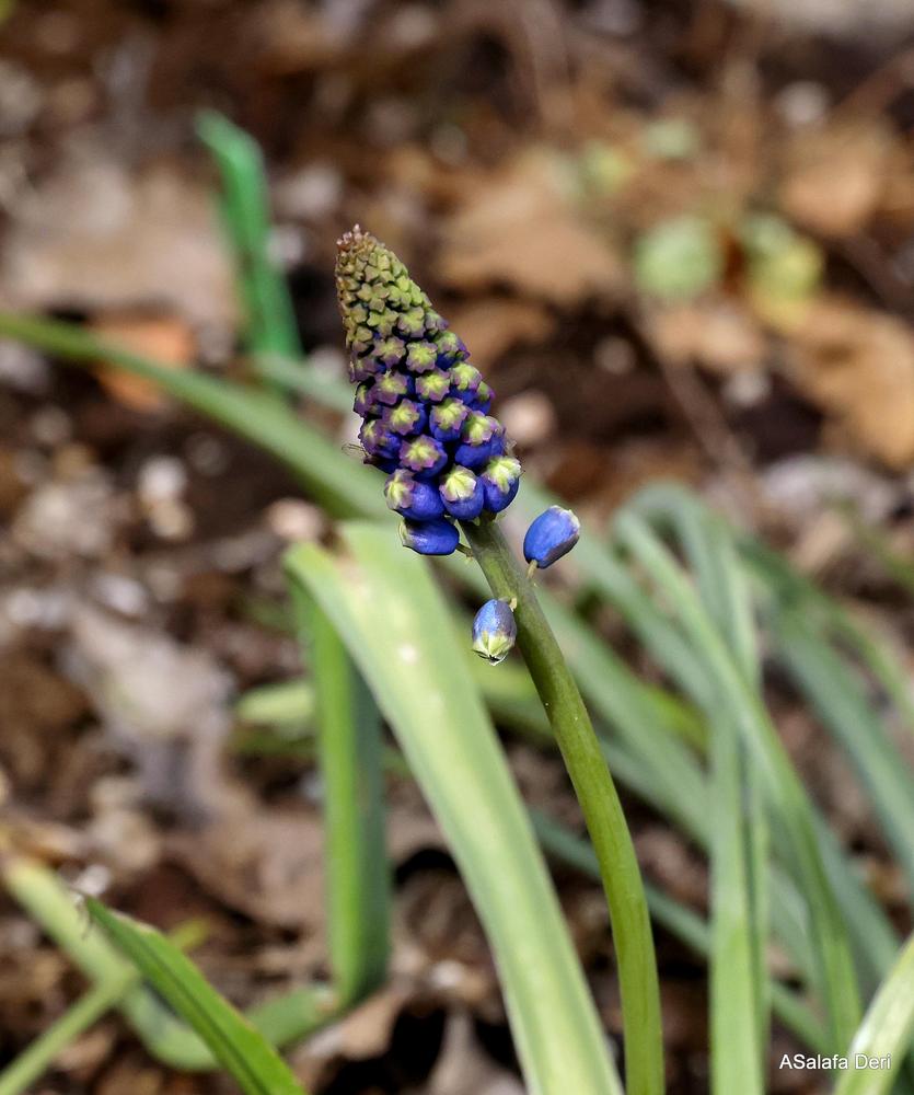 Photo of the bloom of Bellevalia dubia subsp. boissieri posted by ...