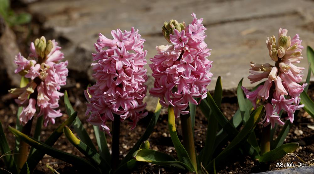 Photo of the entire plant of Dutch Hyacinth (Hyacinthus orientalis 'Fondant') posted by ...