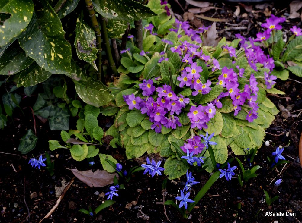 Photo of the bloom of Primrose (Primula vulgaris subsp. rubra) posted ...