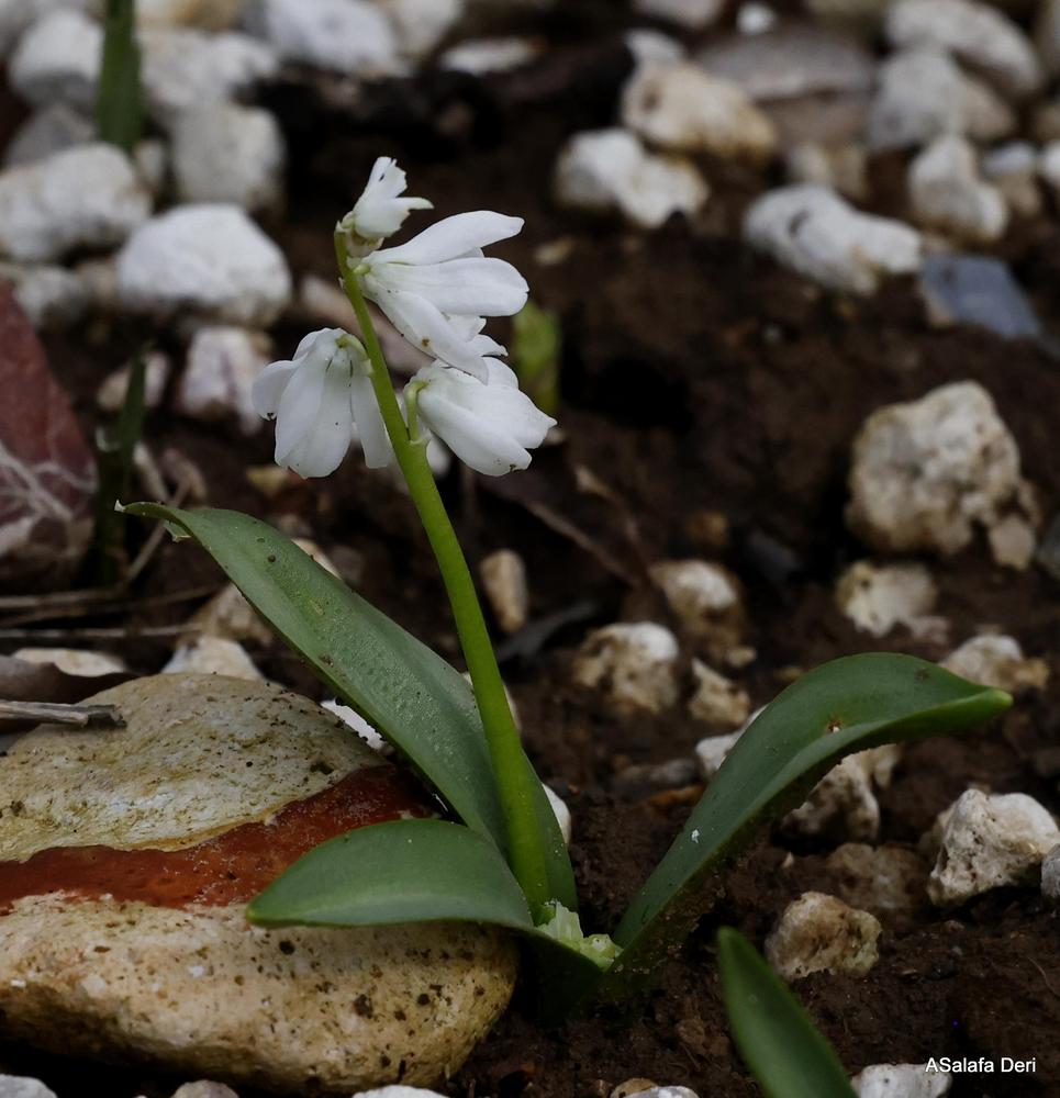 Photo of the bloom of Siberian Squill (Scilla siberica 'Alba') posted ...