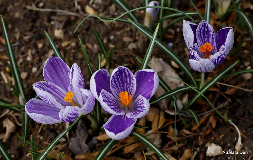 Photo of the bloom of Spring Crocus (Crocus vernus 'Striped Beauty ...