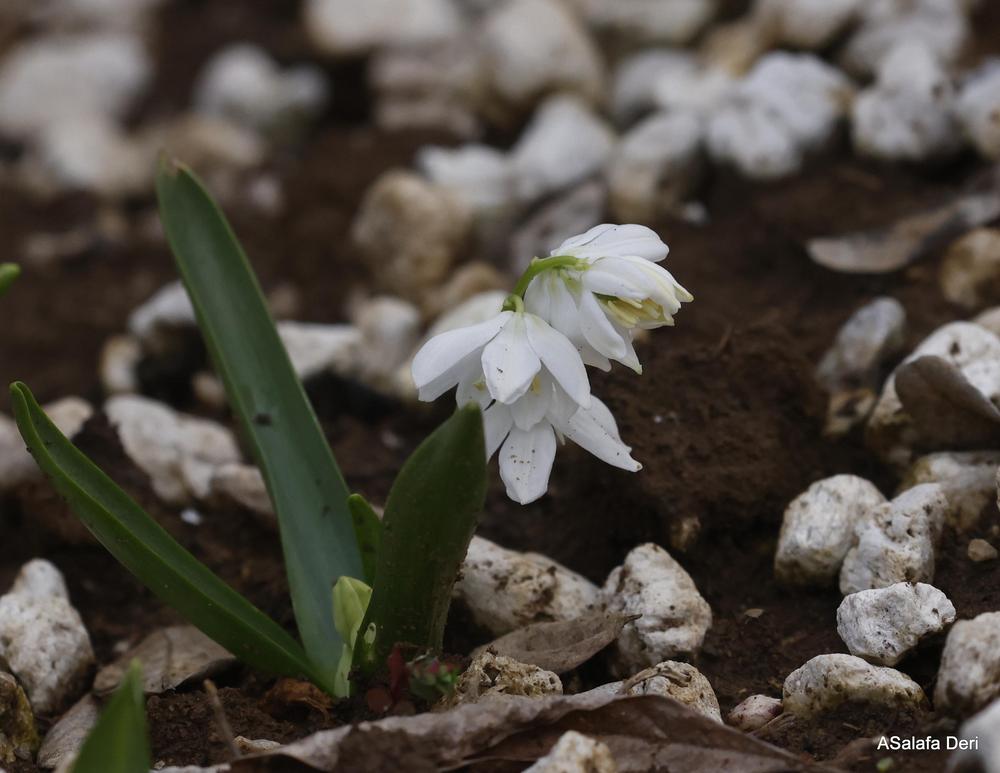 Photo of the bloom of Siberian Squill (Scilla siberica 'Alba') posted ...