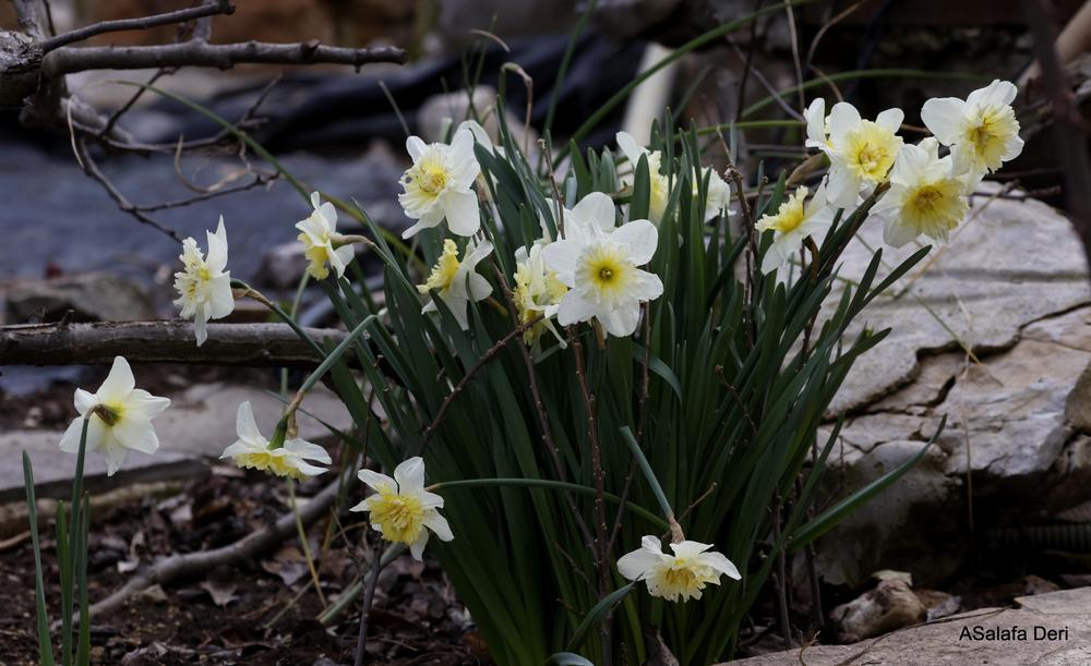 Photo of the bloom of Large-Cupped Daffodil (Narcissus 'Ice Follies ...