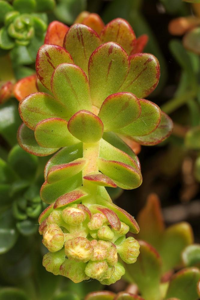 Photo of the closeup of buds, sepals and receptacles of Aeonium x ...
