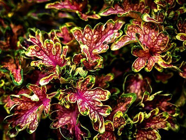 Photo of the leaves of Coleus (Coleus scutellarioides 'Colocha Sunset ...