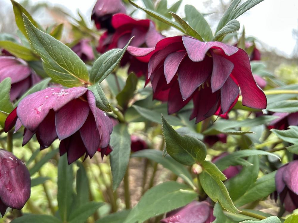 Photo of the bloom of Hellebore (Helleborus Winter Jewels™ Red Sapphire ...