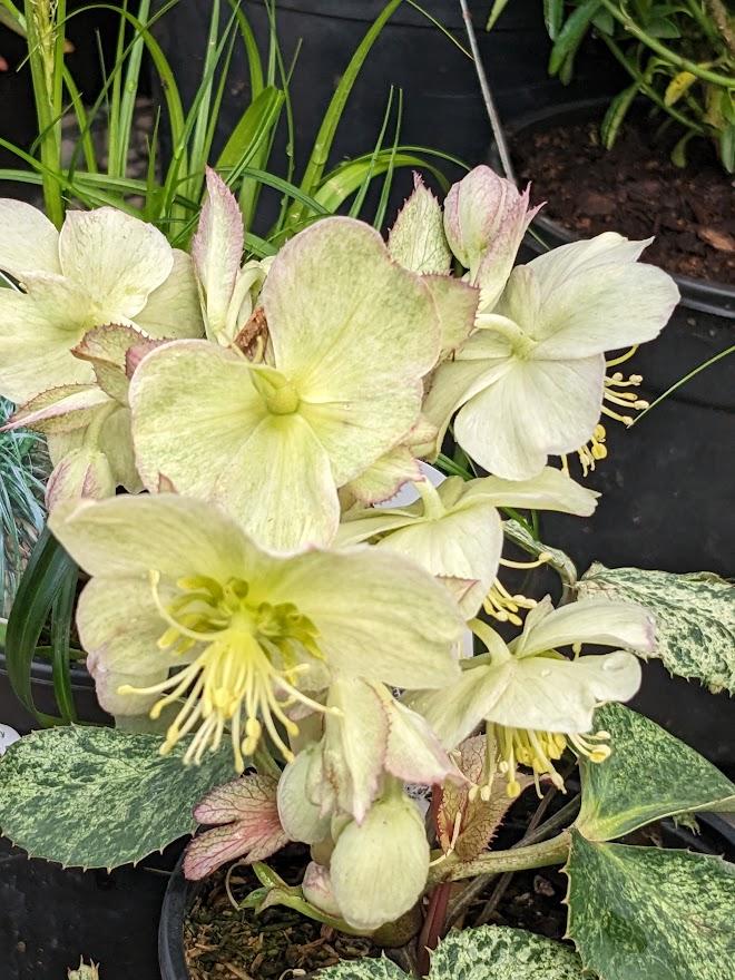 Hellebore (Helleborus Gold Collection® Snow Fever) in the Hellebores ...