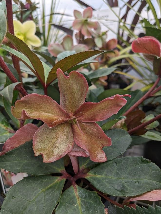 Photo of the bloom of Hellebore (Helleborus Gold Collection® Mahogany ...