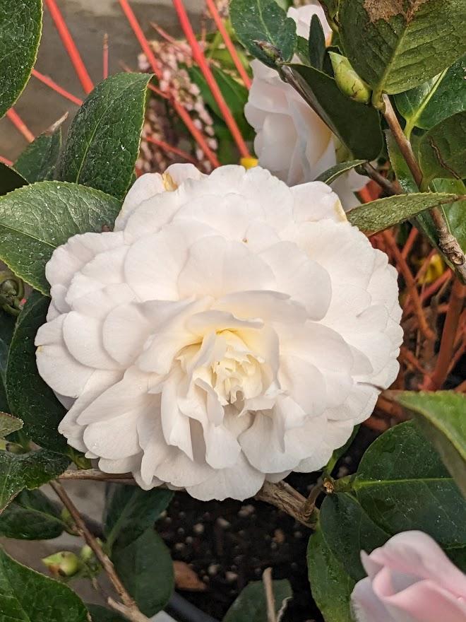 Photo of the bloom of Camellia 'Buttermint' posted by Joy - Garden.org