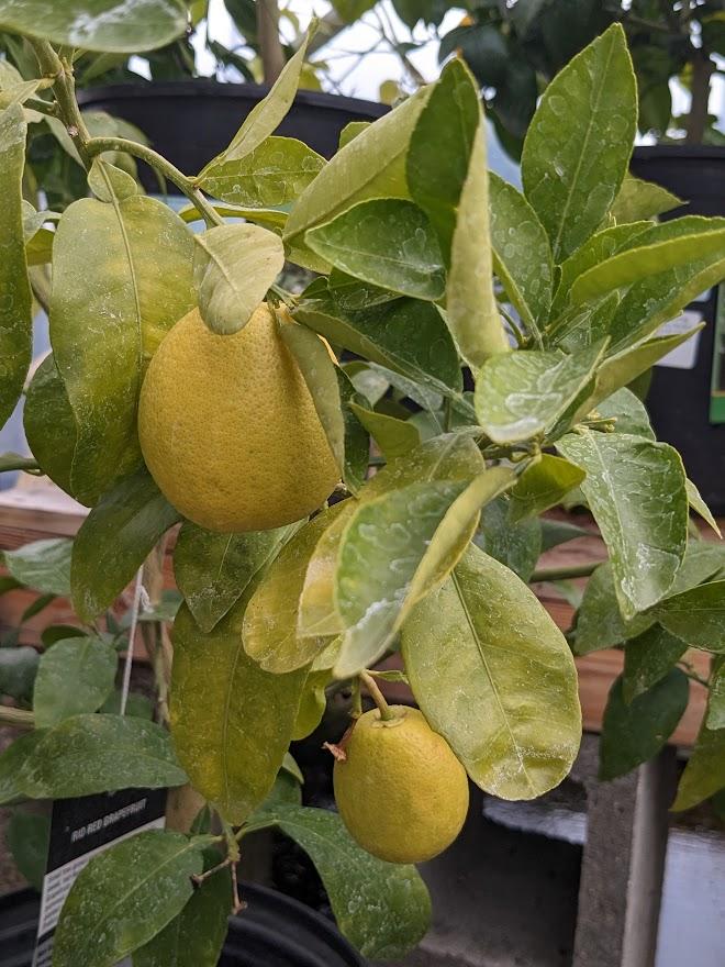 Grapefruit (Citrus x aurantium 'Rio Red') in the Citrus Fruits Database ...