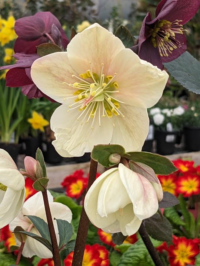 Photo of the bloom of Hellebore (Helleborus Gold Collection® Mahogany ...