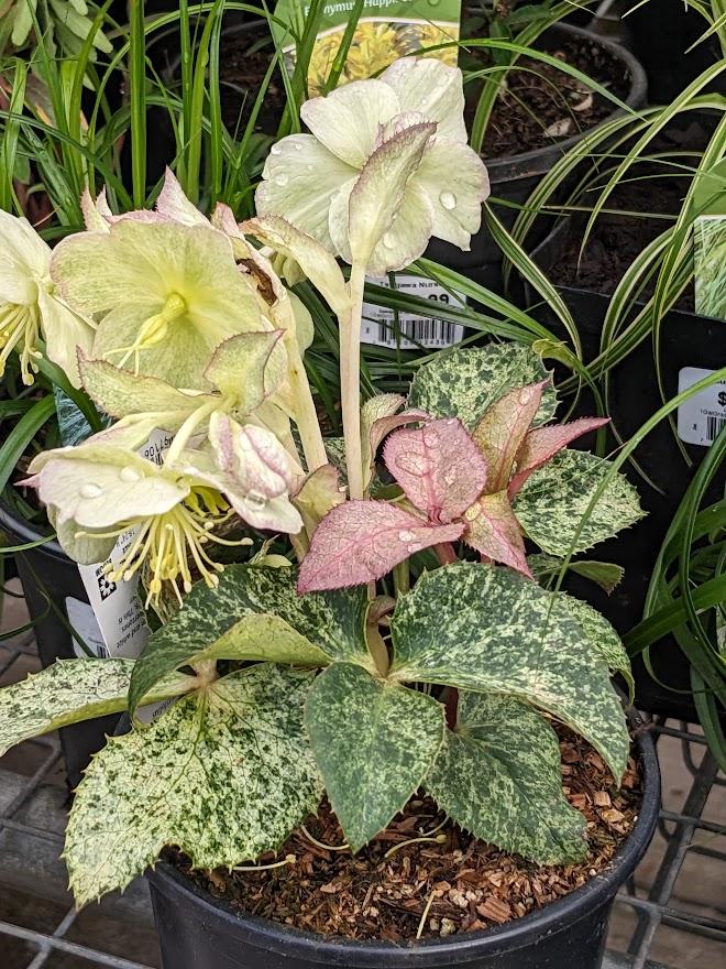 Photo of the entire plant of Hellebore (Helleborus Gold Collection ...
