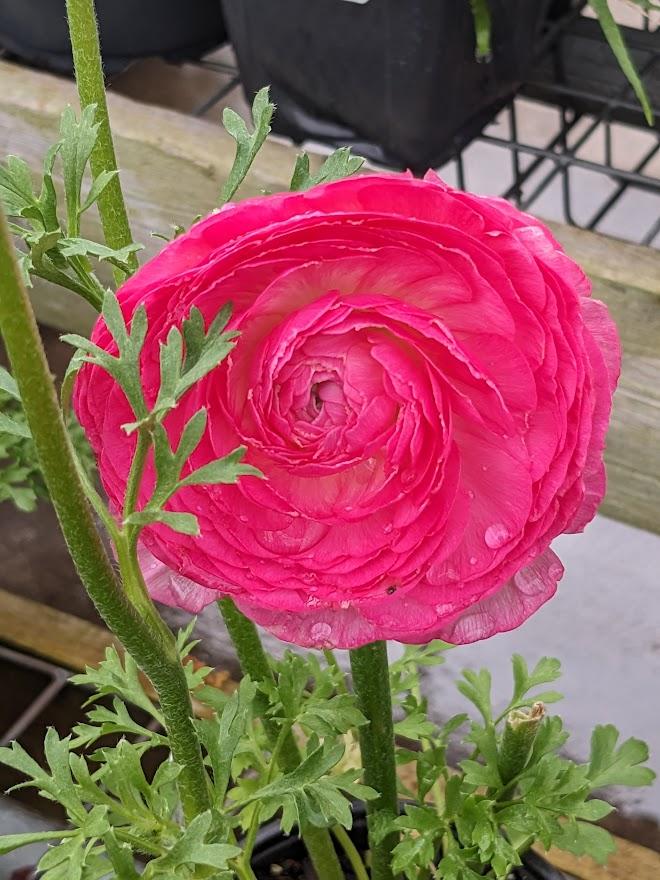 Photo of the bloom of Persian Buttercup (Ranunculus asiaticus Sprinkles ...