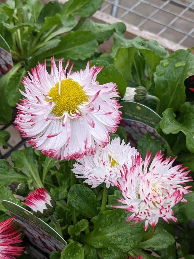 Photo of the bloom of English Daisy (Bellis perennis Habanera® Mix ...