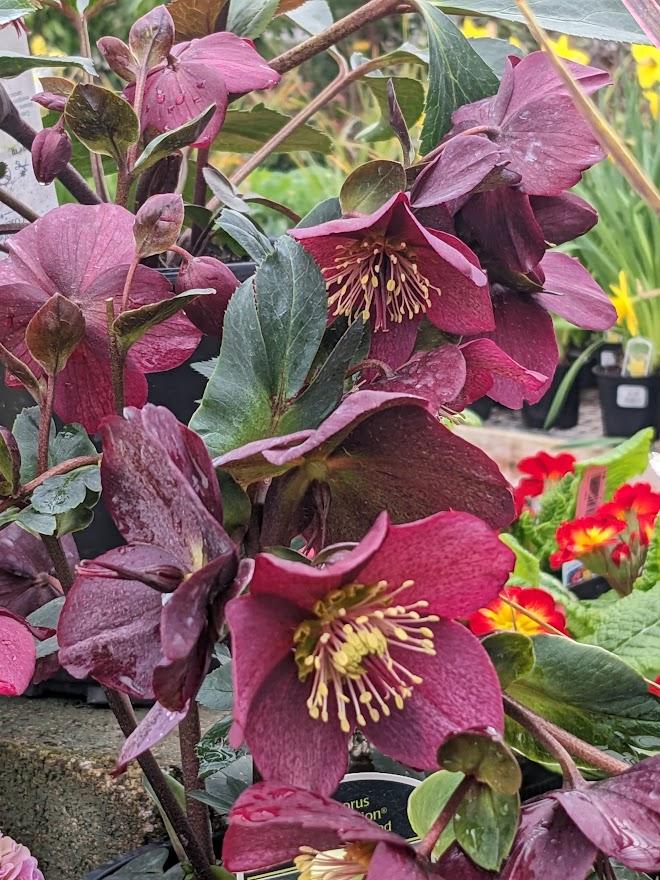 Photo of the bloom of Hellebore (Helleborus Gold Collection® Ice N ...