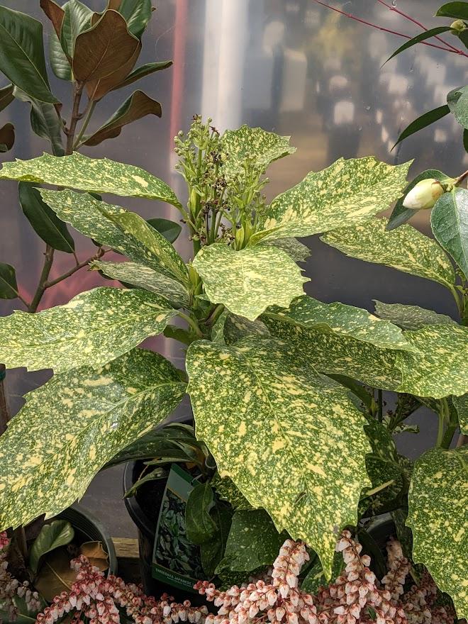 Photo of the leaves of Gold Dust Plant (Aucuba japonica 'Variegata ...