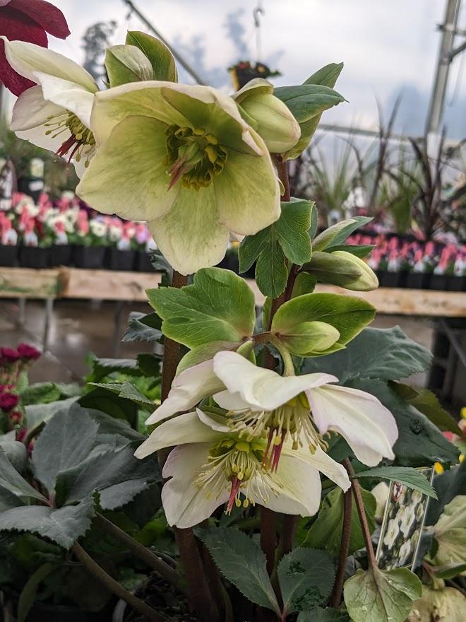 Photo of the bloom of Hellebore (Helleborus Gold Collection® Ice N ...