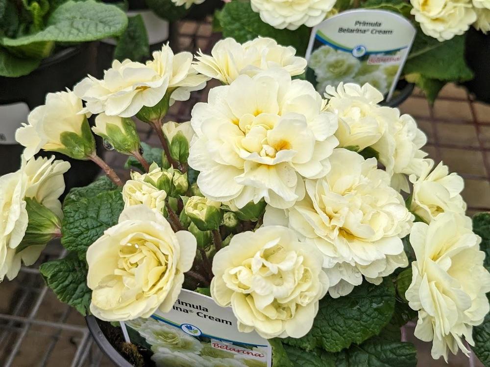 Photo of the bloom of English Primrose (Primula vulgaris Belarina ...