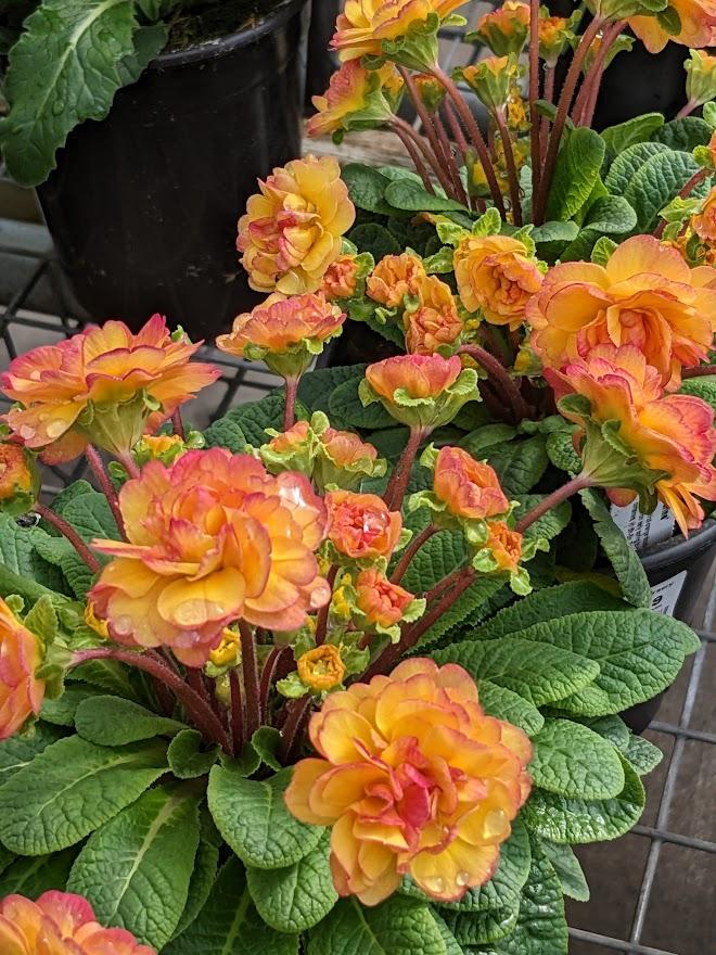 Photo of the entire plant of English Primrose (Primula vulgaris ...