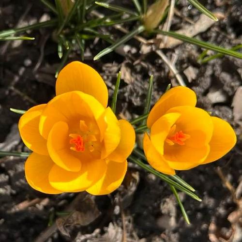 Snow Crocus (Crocus chrysanthus 'Goldilocks') in the Crocus Database ...
