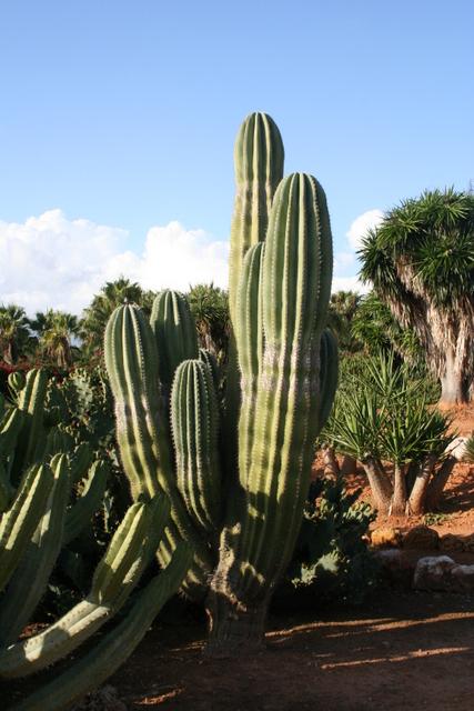 Photo of the entire plant of Mexican Giant Cardon (Pachycereus pringlei ...