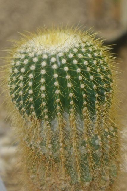 Parodia claviceps - Garden.org