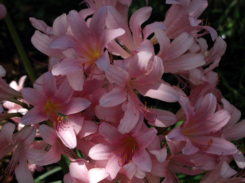 Photo of the bloom of Surprise Lily (Lycoris squamigera) posted by ...