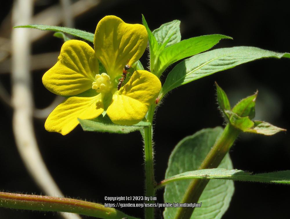 Primrose Willow (Ludwigia) - Garden.org